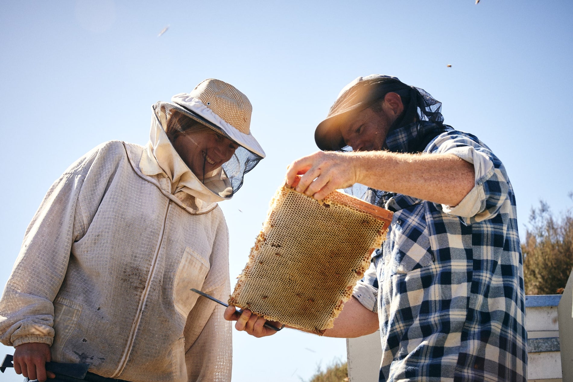 Beehive rental / Hire a Beehive | Goldfernhoney.co.nz